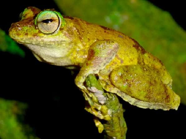 Could a frog stop KUR-World?