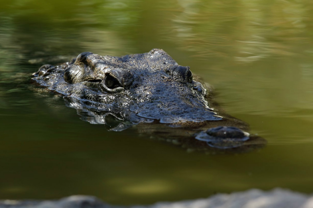 Terri attacks croc cull supporters
