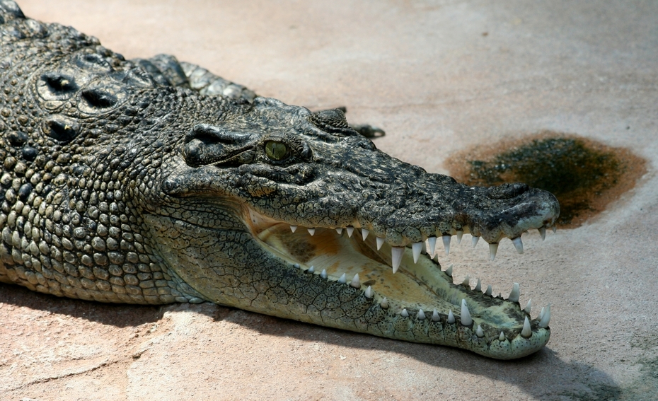 Douglas Council's croc plan raises concerns