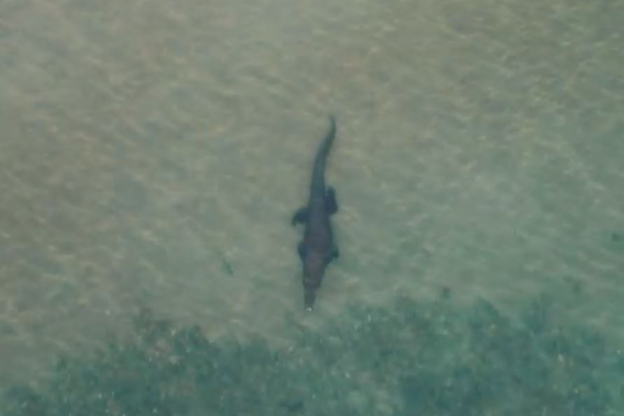 Drone footage shows croc lurking at Cow Bay