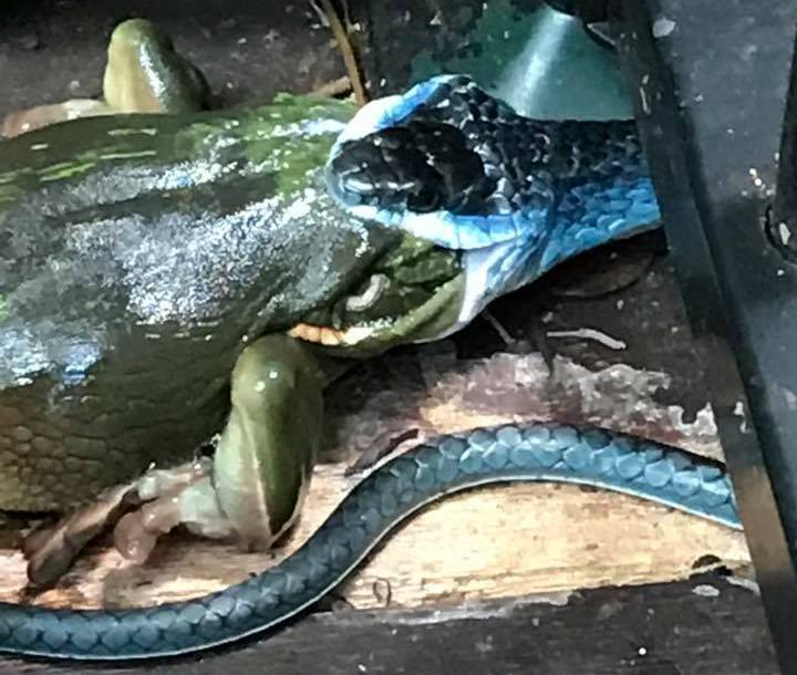 VIDEO: Watch a beautiful blue snake take on a big green frog
