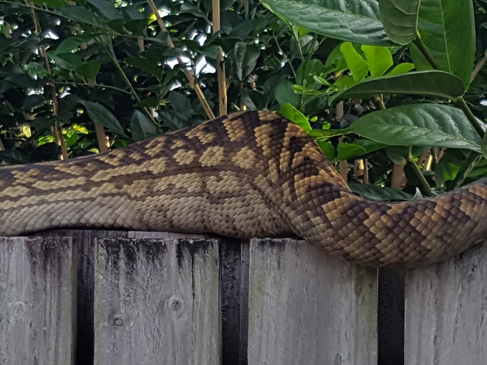 VIDEO: Huge python slithers across top of backyard fence