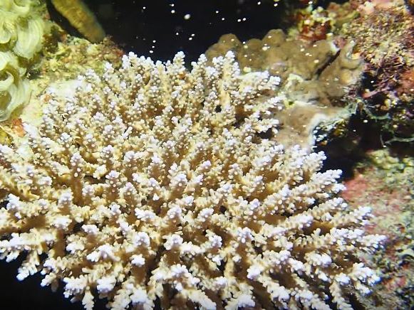VIDEO: Dive crew captures stunning coral spawning
