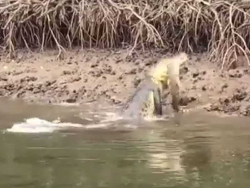 Video of croc eating another croc