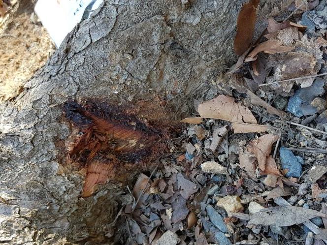 Mayor 'gutted' over poisoning of iconic trees