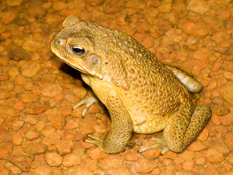 Study shows Queensland cane toads are ballsier than the rest