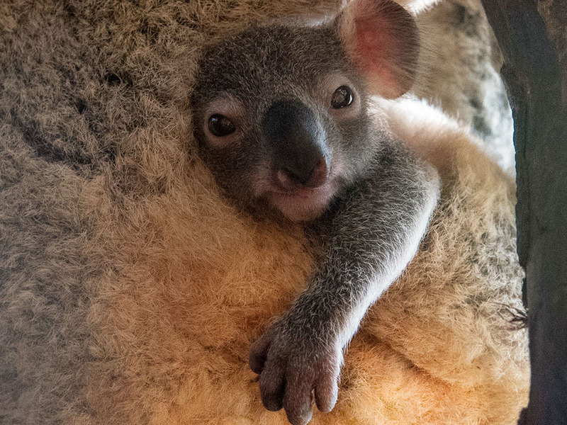 Arrival signals sweet success in koala breeding program
