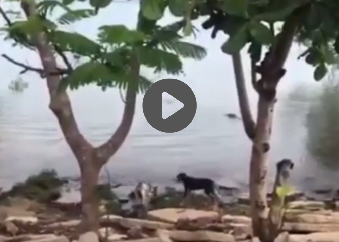 Cape York school stalked by monster croc which was filmed eating a dog