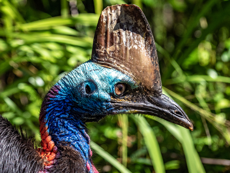 Video of cassowary at Etty Bay