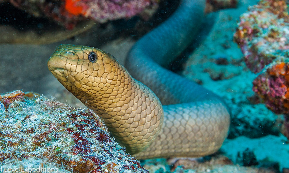 Sea Snakes In Coral Reefs