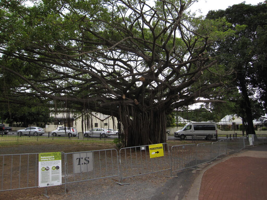 Beloved Freshwater fig tree to be removed
