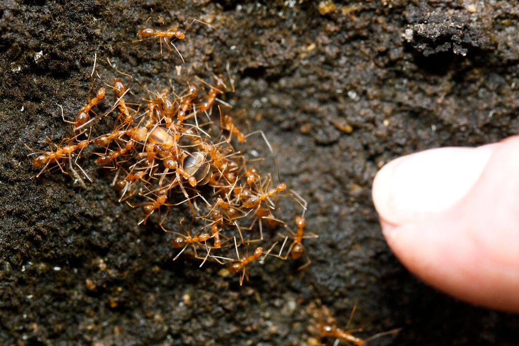 ‘Significant’ infestation of acid-spitting ants found in Wet Tropics ...
