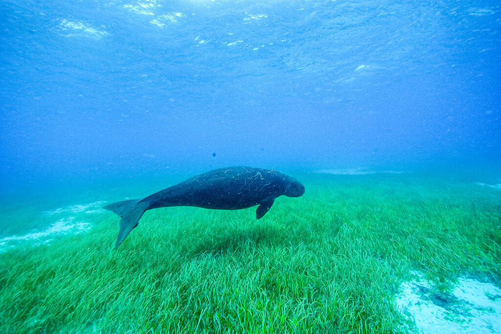 Divers encounter rare sighting of dugong near Green Island off Cairns